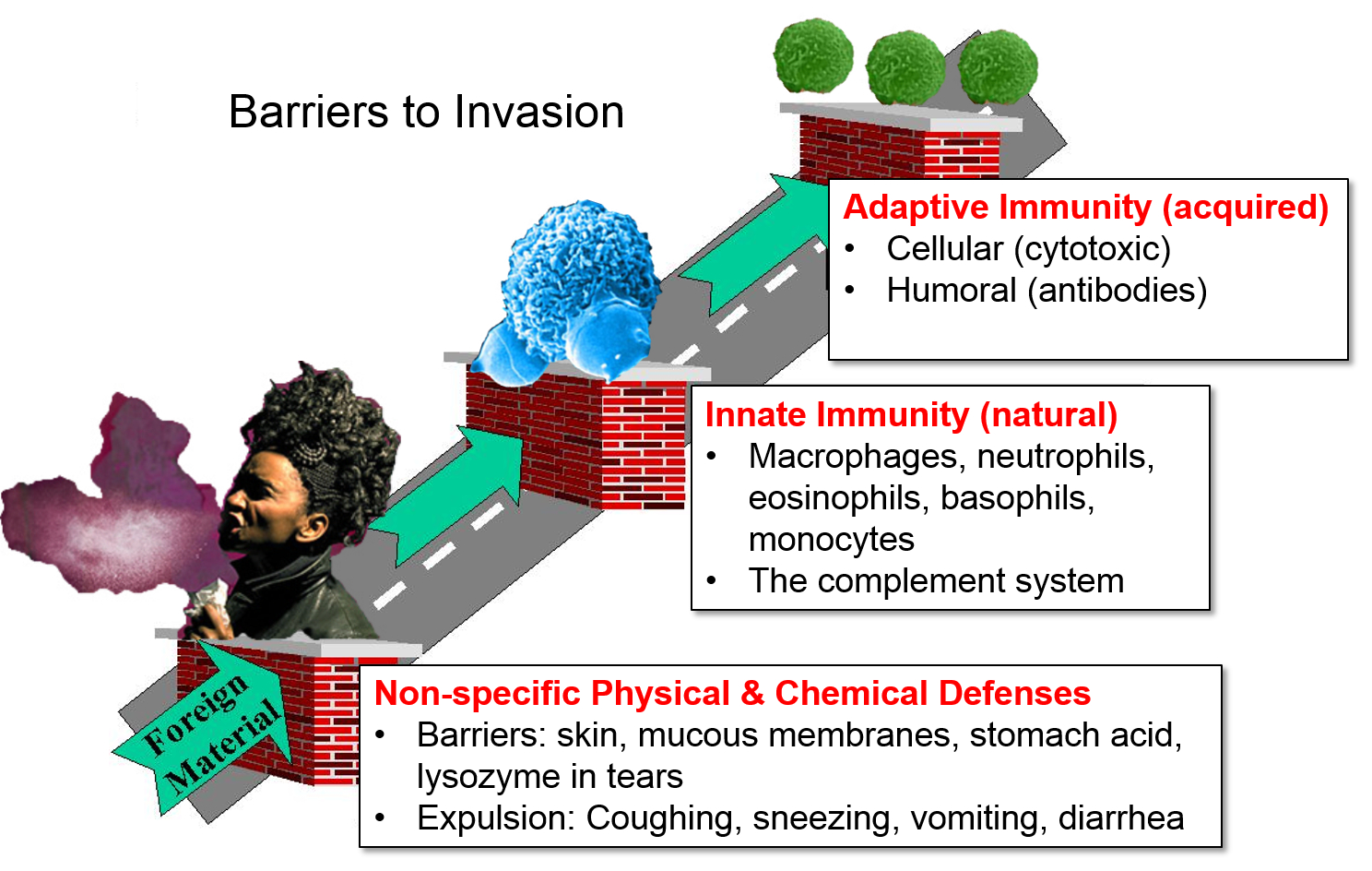 Ways to boost body's natural defence mechanism